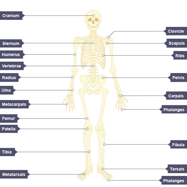 Structure and Function of Skeletal System - Loughborough High School