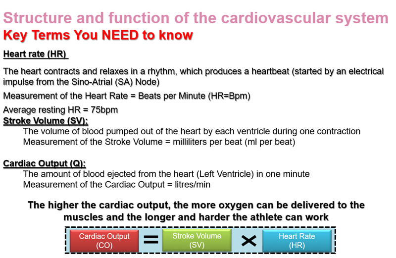 The Cardiovascular and Respiratory Systems - Loughborough High School